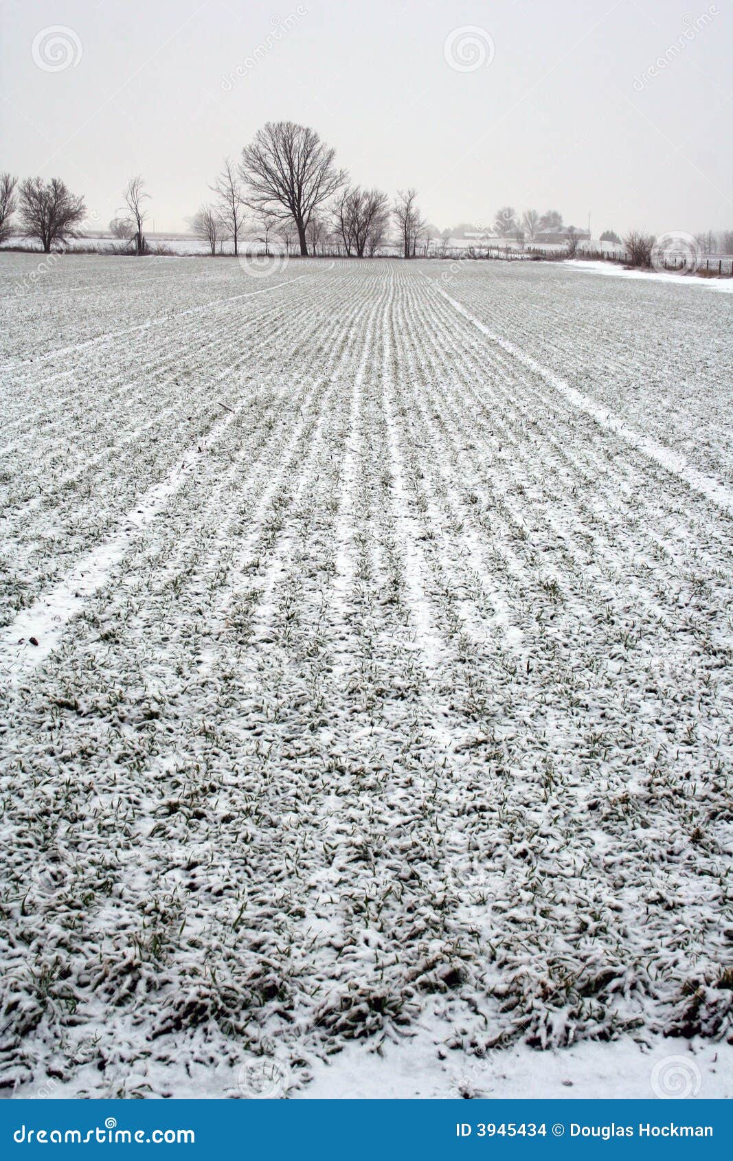Winter Wheat Field stock photo. Image of field, wheat - 3945434