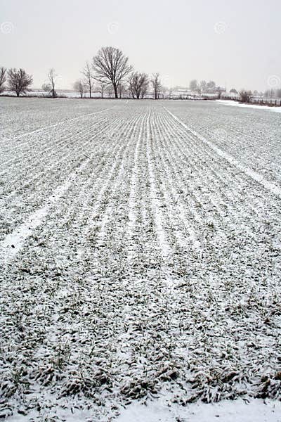 Winter Wheat Field stock photo. Image of field, wheat - 3945434