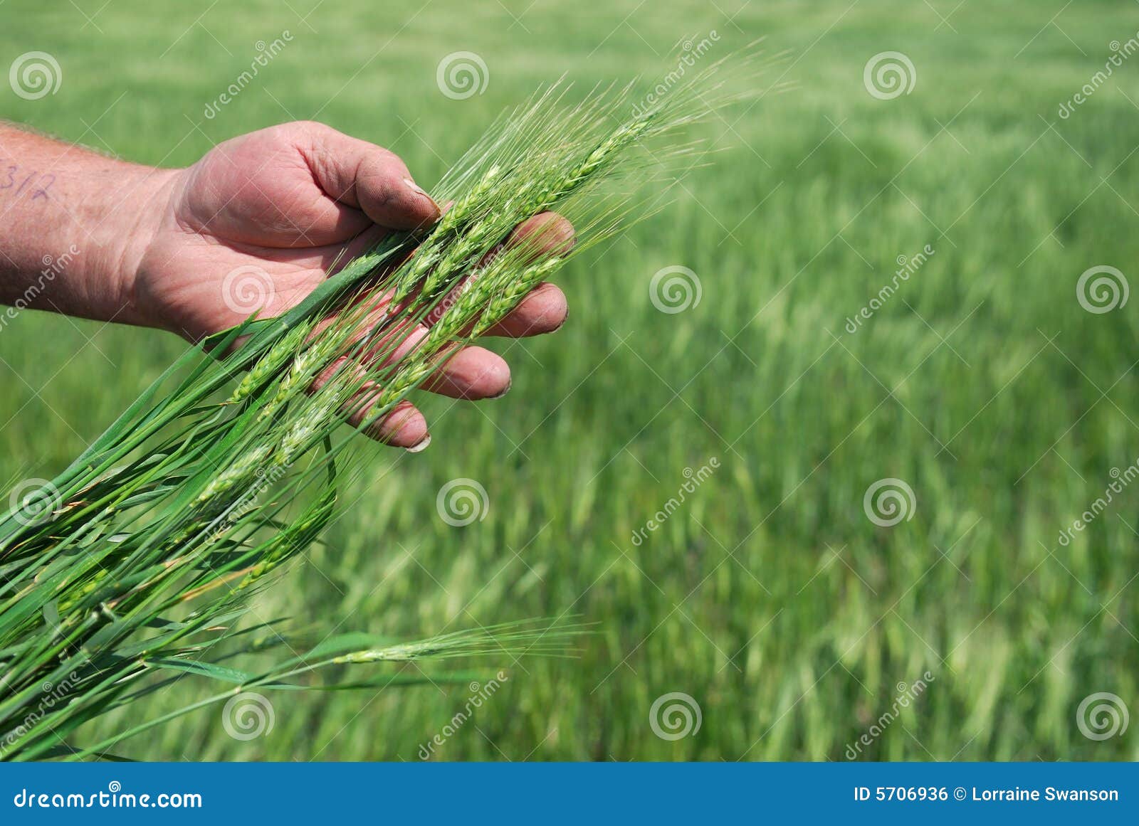 Winter Wheat Field stock photo. Image of farm, field, flatland - 5706936