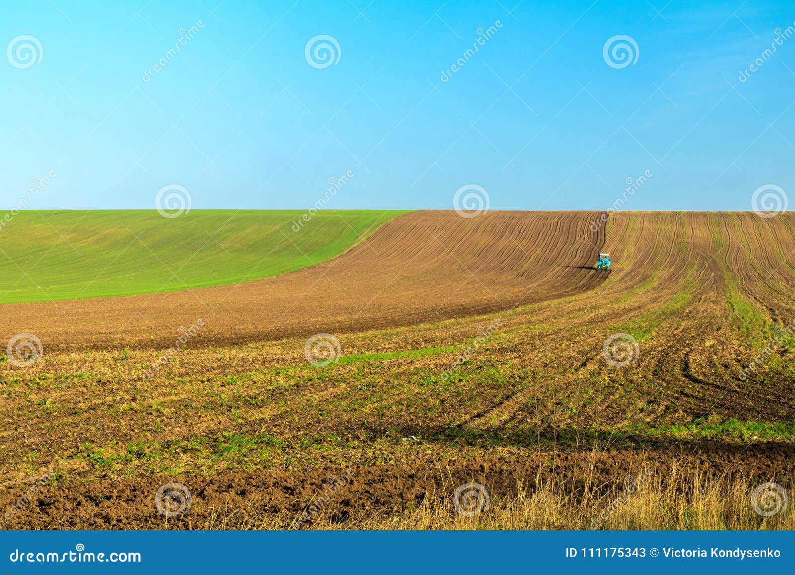Winter Wheat Field in the Fall with a Tractor Stock Image - Image of ...
