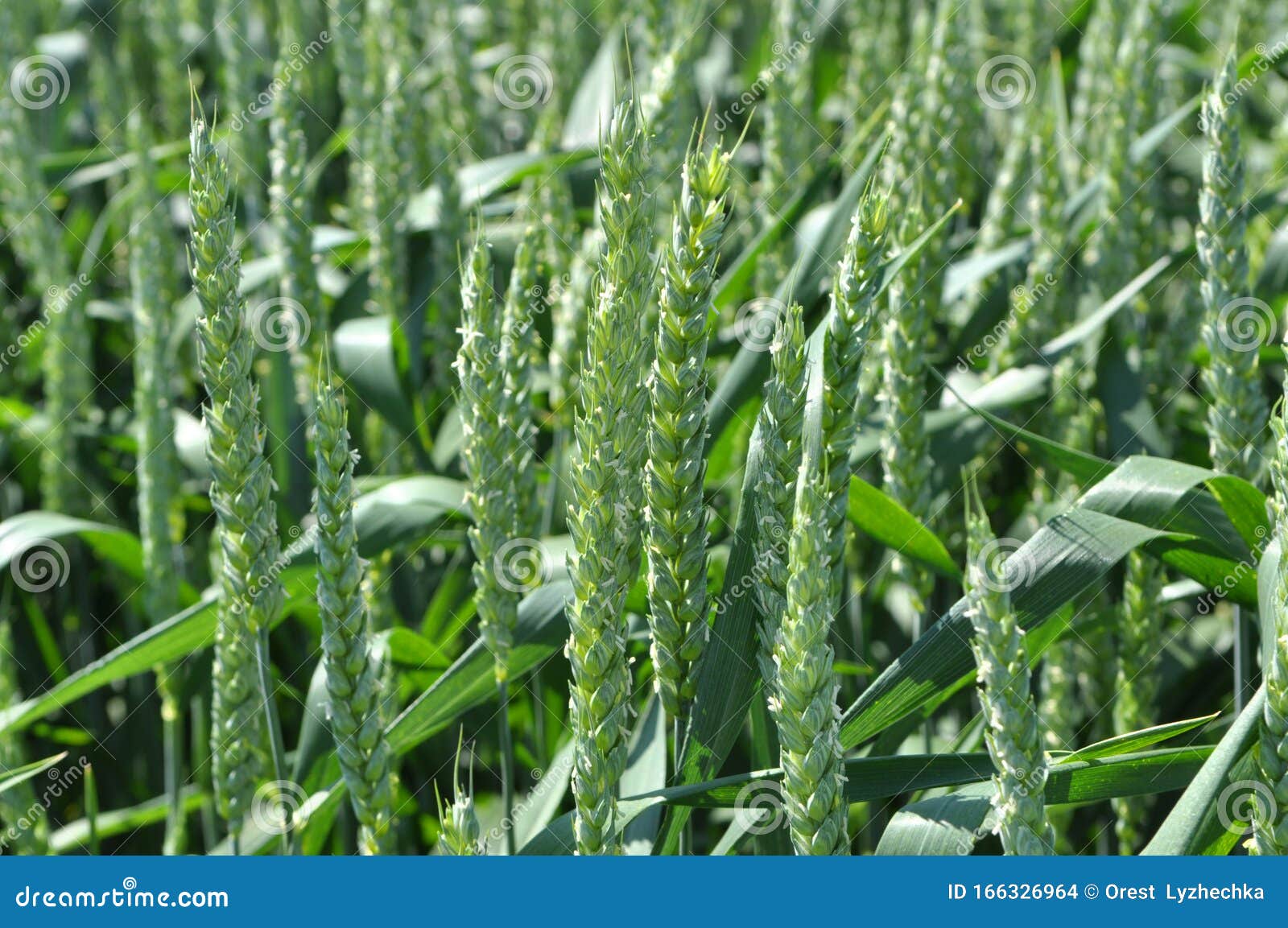 Winter Wheat Grows in the Spring Field Stock Photo - Image of country ...