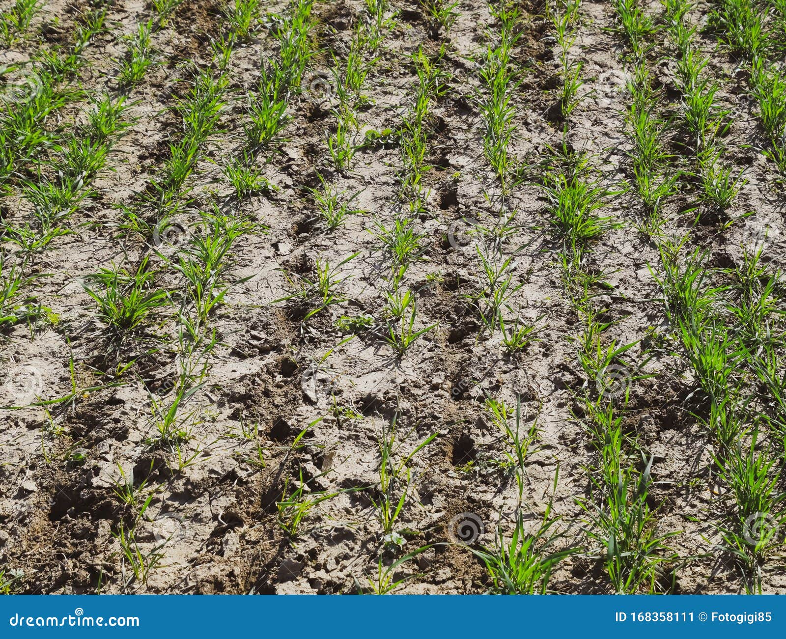 The of Winter Wheat, Making Root Dressing Seedlings Stock Image - Image ...