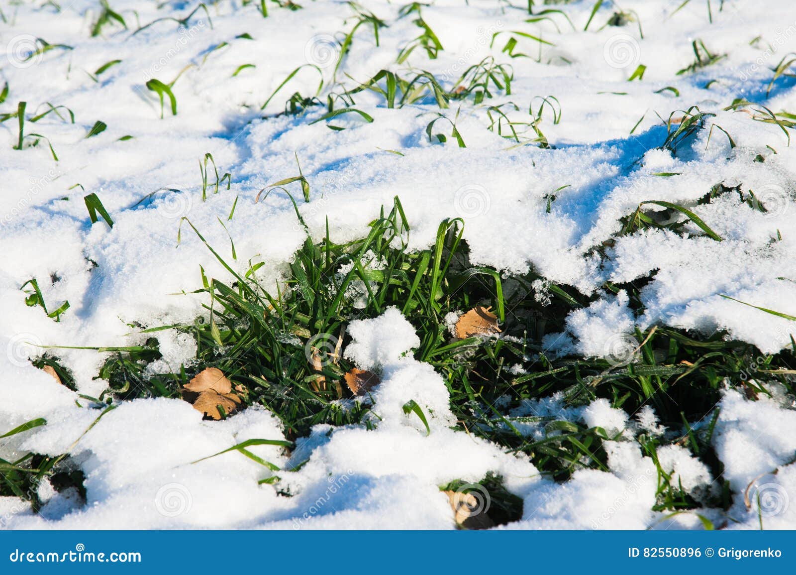 Winter Wheat Seedlings Under the Snow Stock Photo - Image of winter ...