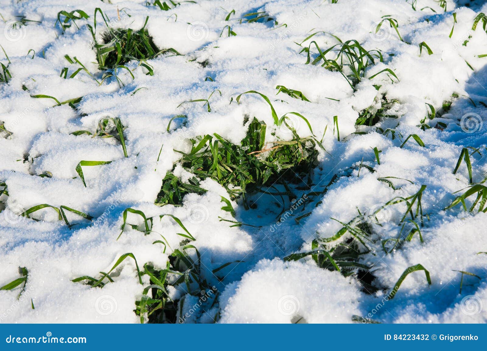 Winter Wheat Seedlings Under the Snow Stock Photo - Image of winter ...