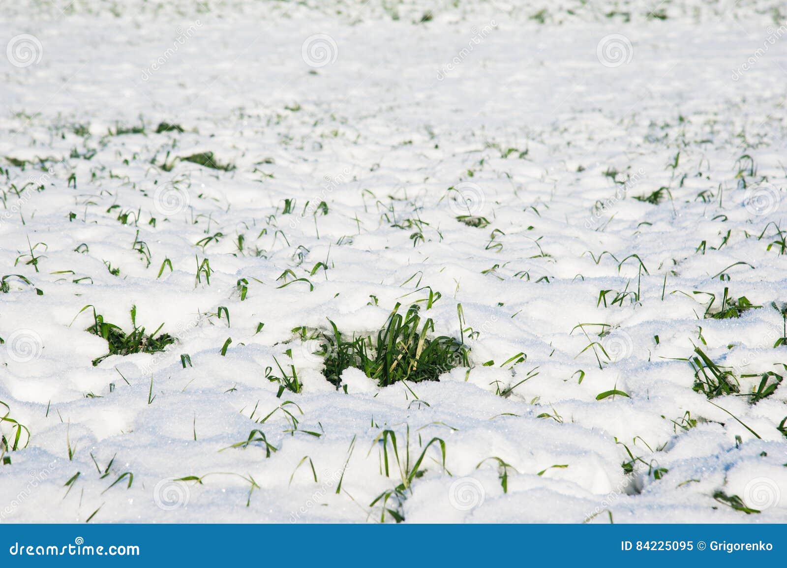Winter Wheat Seedlings Under the Snow Stock Image - Image of green ...