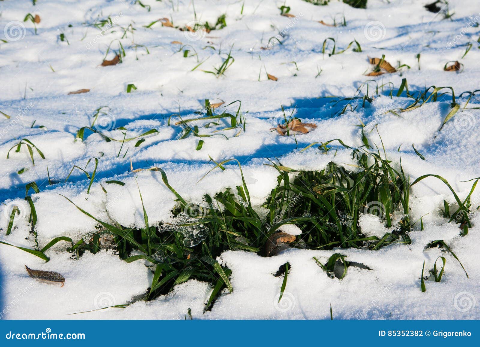 Winter Wheat Seedlings Under the Snow Stock Photo - Image of nature ...