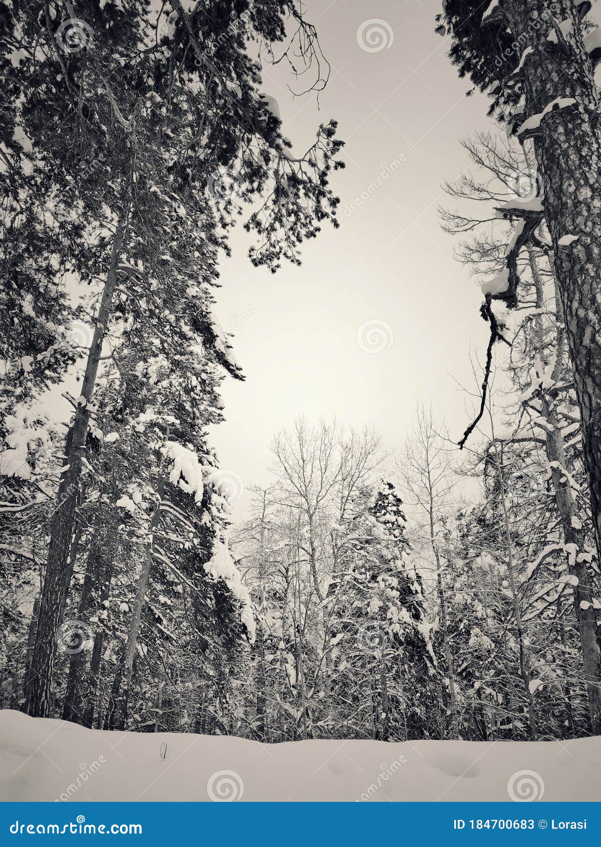 Winter white forest stock image. Image of beautiful - 184700683