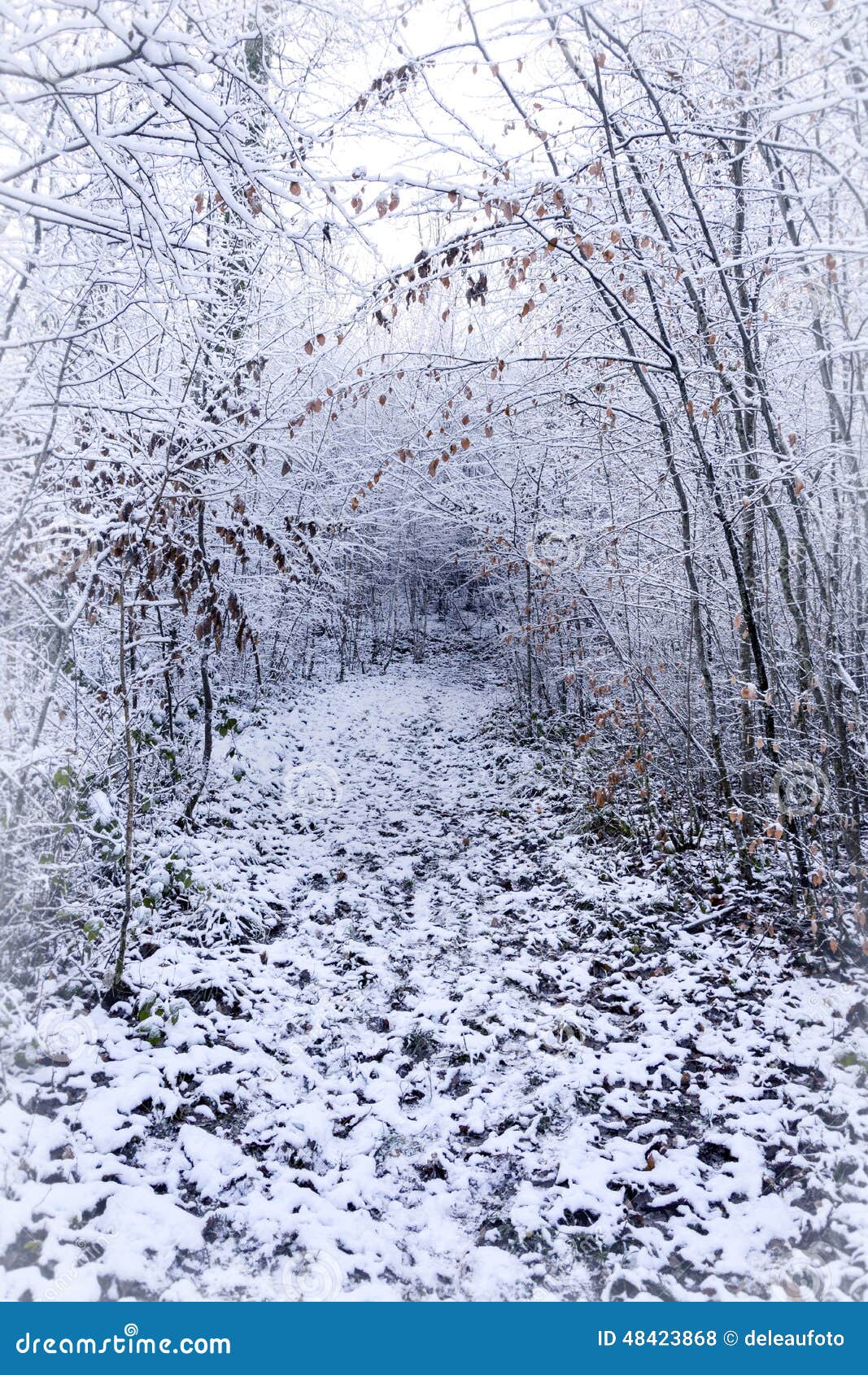 Winter white forrest stock photo. Image of trees, winter - 48423868