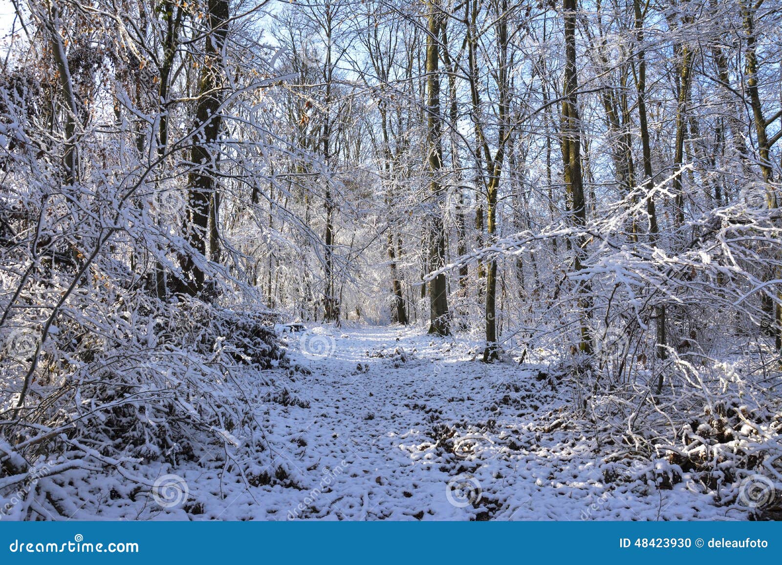 Winter white forrest stock photo. Image of freezing, frost - 48423930