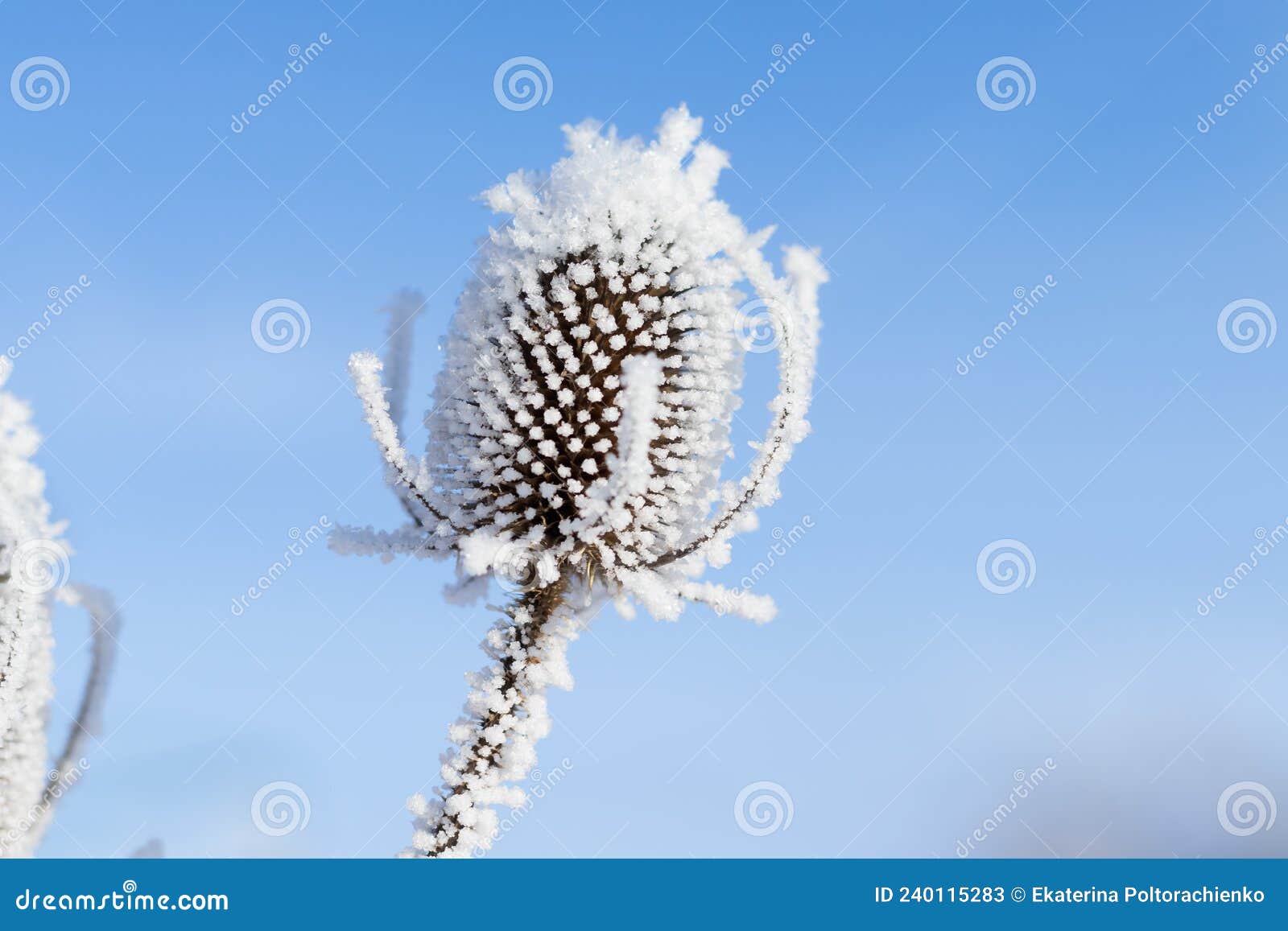 Winter White Frost Background, Plant Branches in Frost.copy Space Stock ...