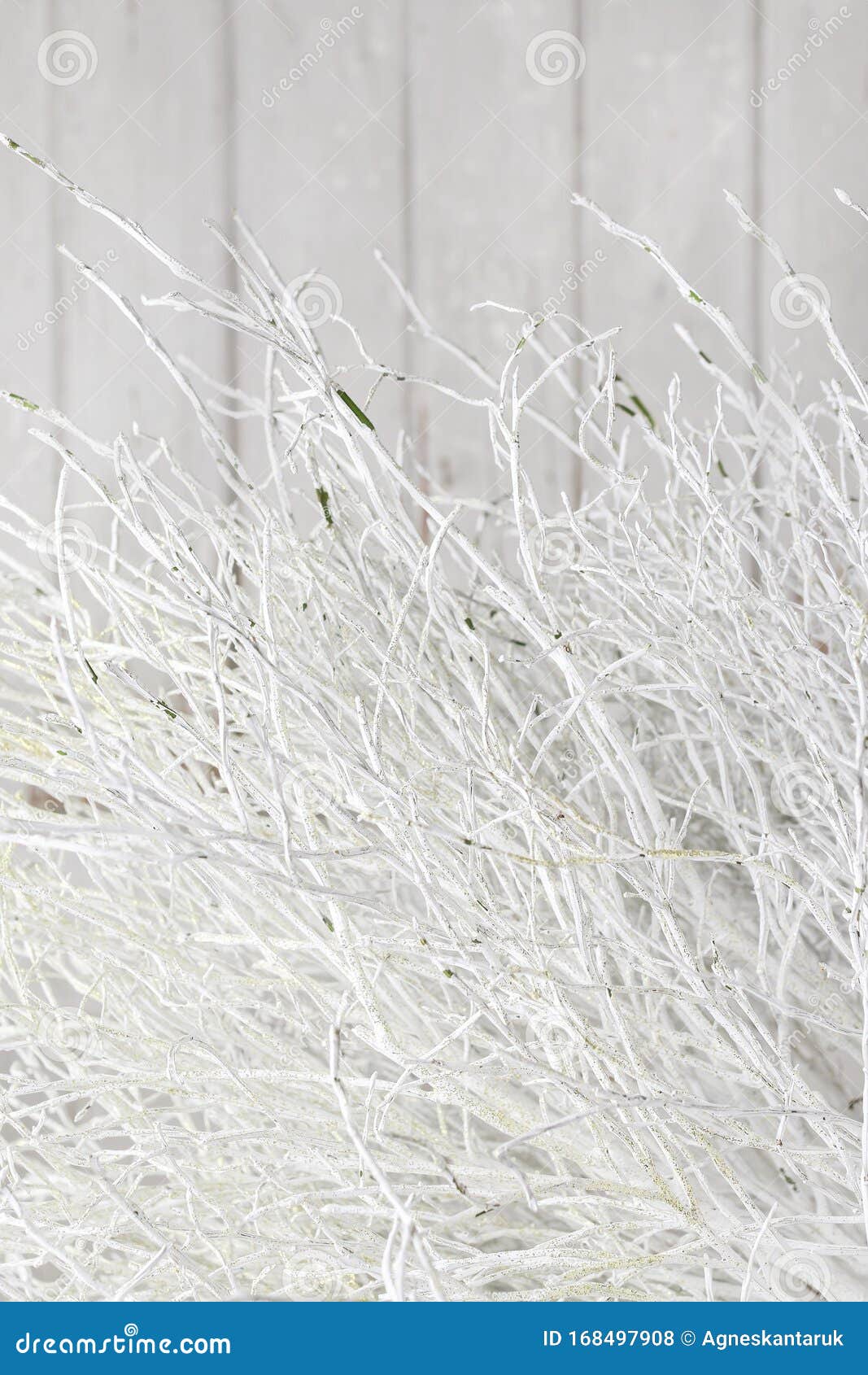 Winter white frosted twigs stock photo. Image of holly - 168497908