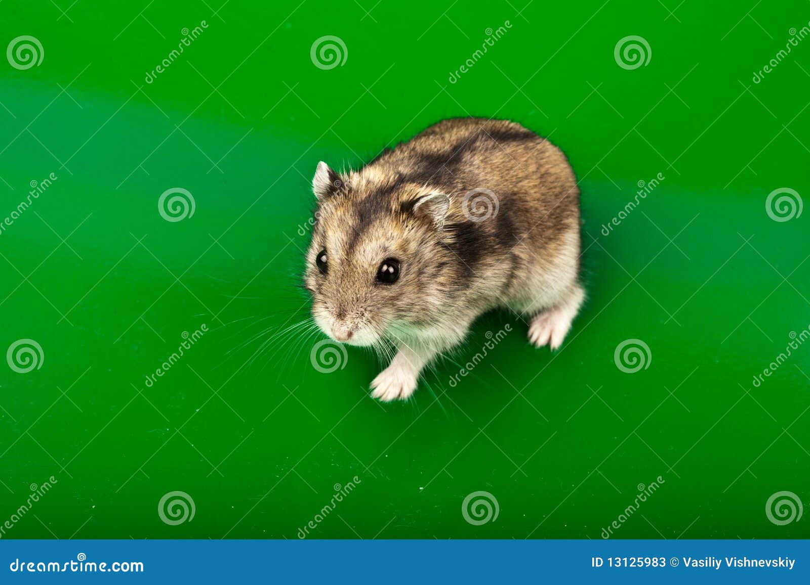 Winter White Russian Dwarf Hamster Stock Image - Image of dwarf ...