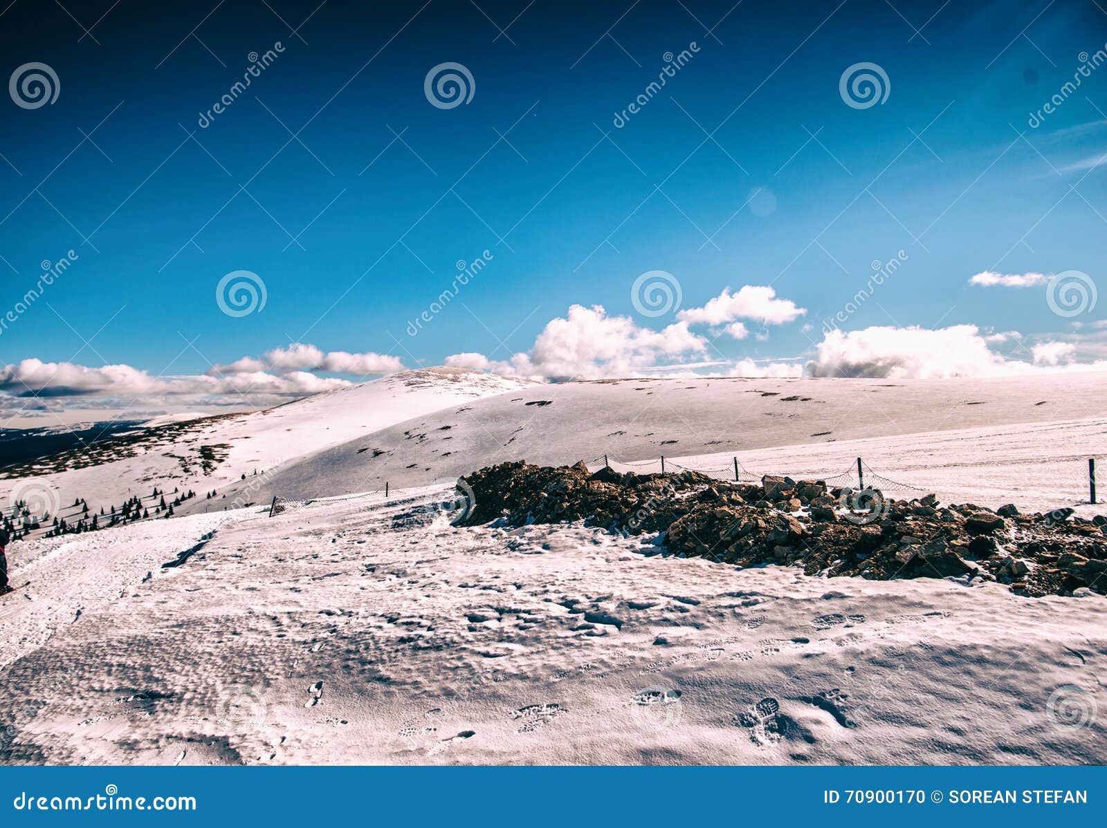 Winter stock photo. Image of flowers, carpathian, beautiful - 70900170