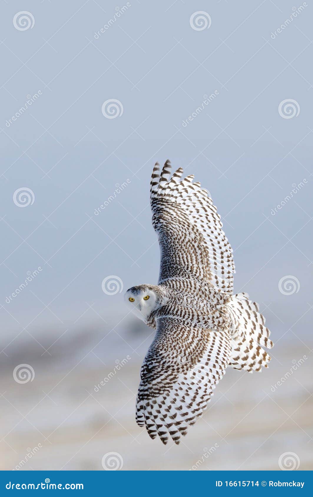 Winter White Snowy Owl in Flight Stock Photo - Image of great, flying ...