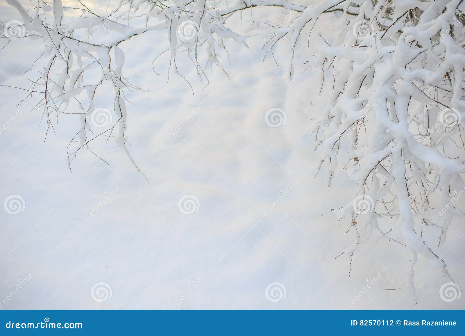 Winter White Tree Branches on Snow Background in Wintertime Stock Photo ...