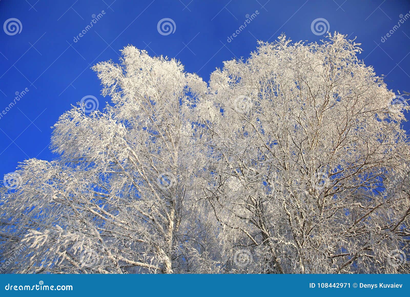 Winter White Trees on Background of the Blue Sky Stock Image - Image of ...