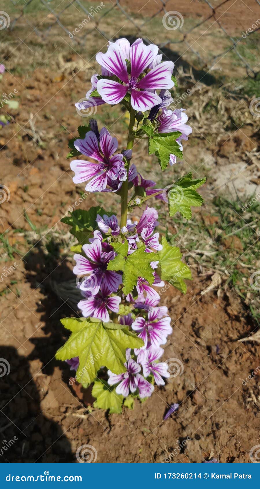 Winter White & Violate Flowers Stock Photo - Image of winter, flowers ...