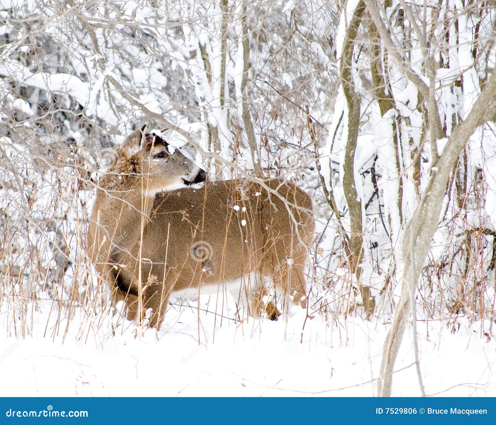 Winter Whitetail stock photo. Image of stag, woods, animal - 7529806