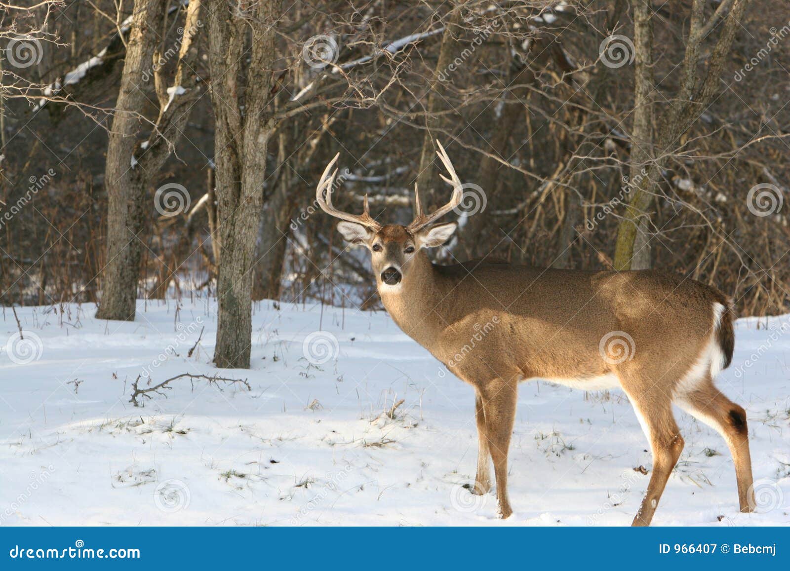 Winter Whitetail 8pt Buck stock image. Image of rack, hunt - 966407
