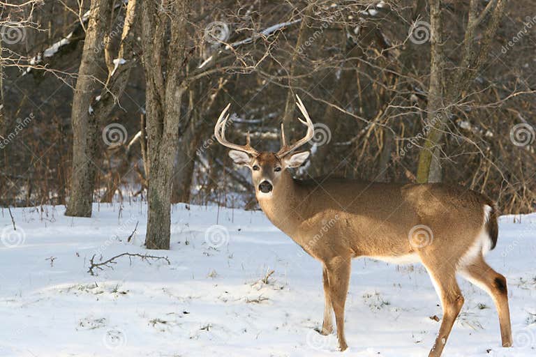 Winter Whitetail 8pt Buck stock image. Image of rack, hunt - 966407