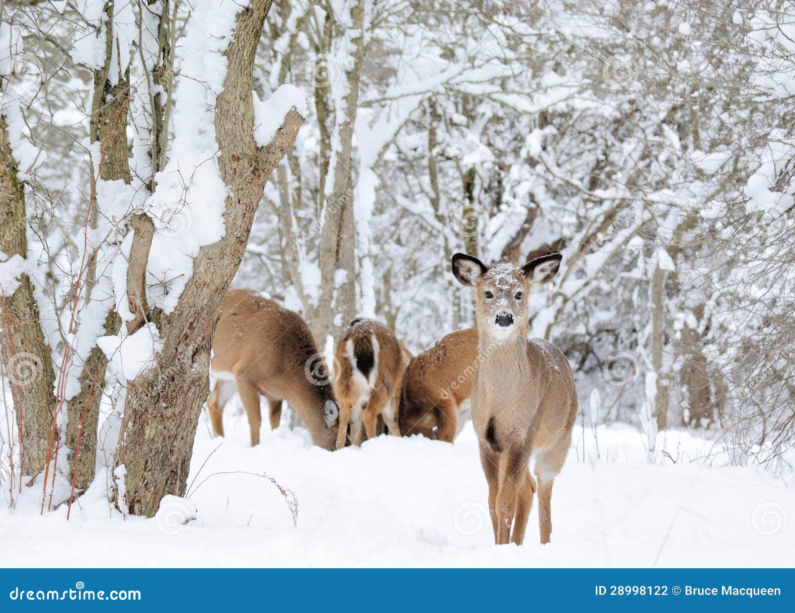 Winter Whitetail Deer stock photo. Image of odocoileus - 28998122