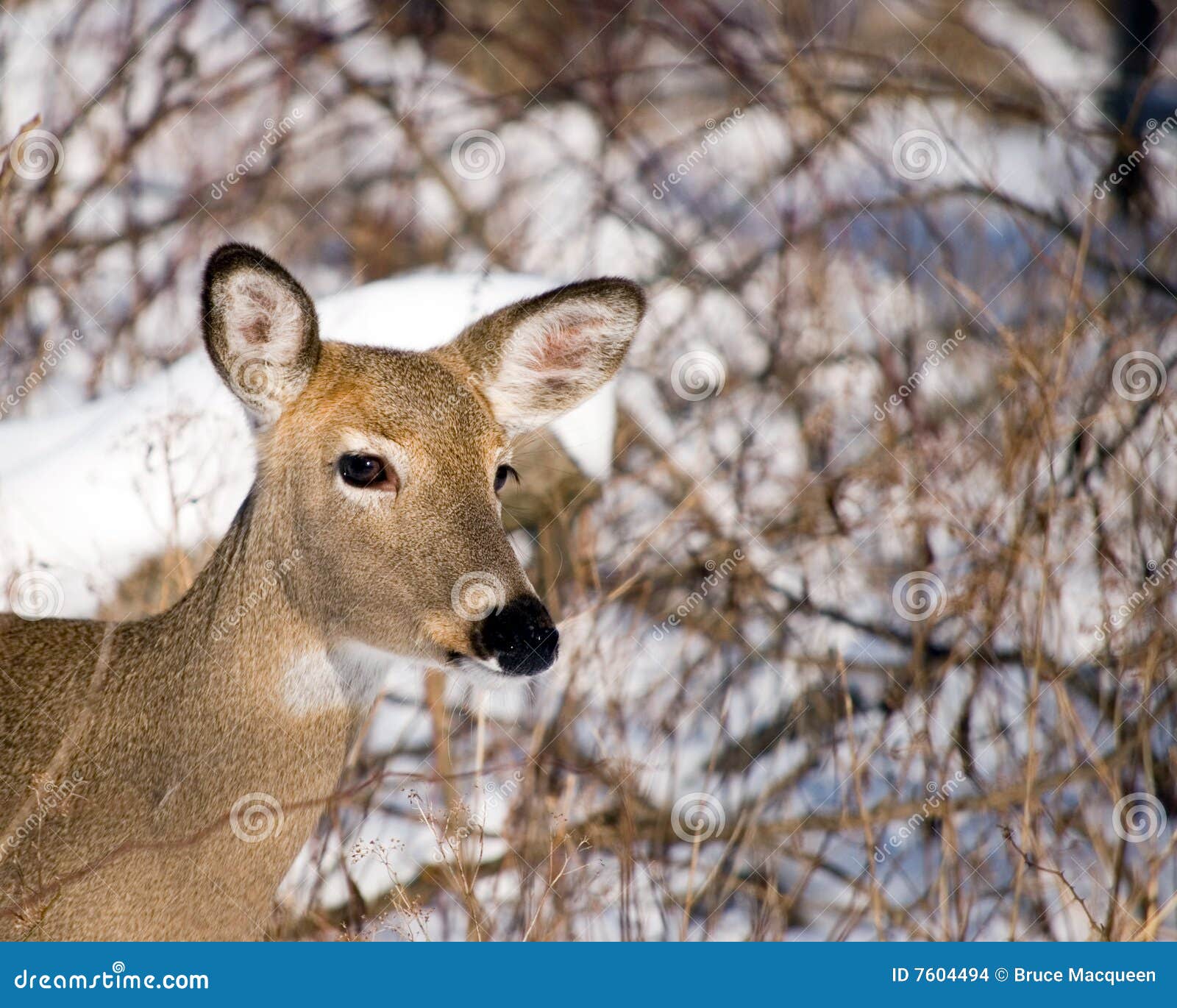 Winter Whitetail Doe stock photo. Image of closeup, nature - 7604494