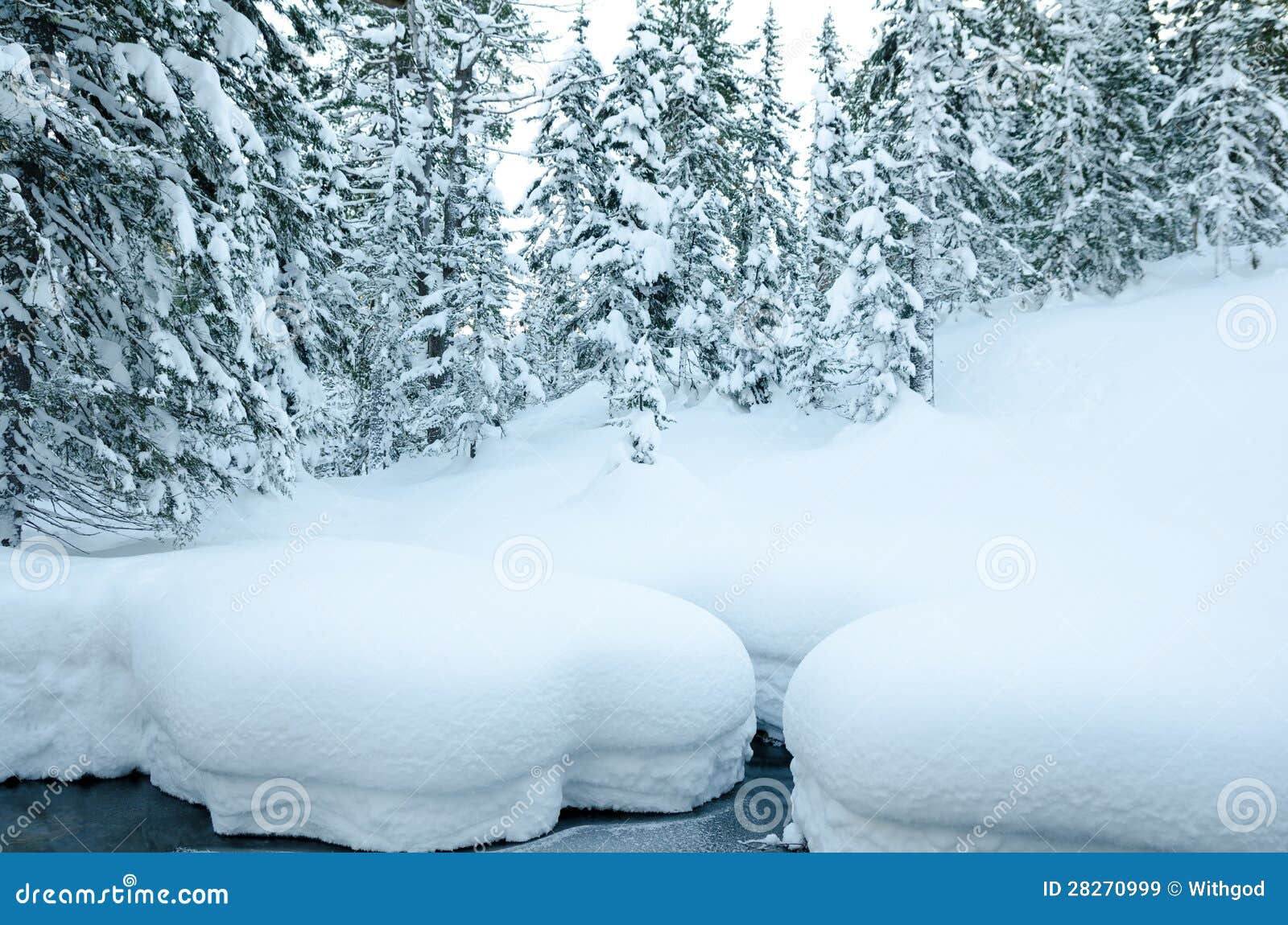 Winter wild forest stock image. Image of nature, cold - 28270999