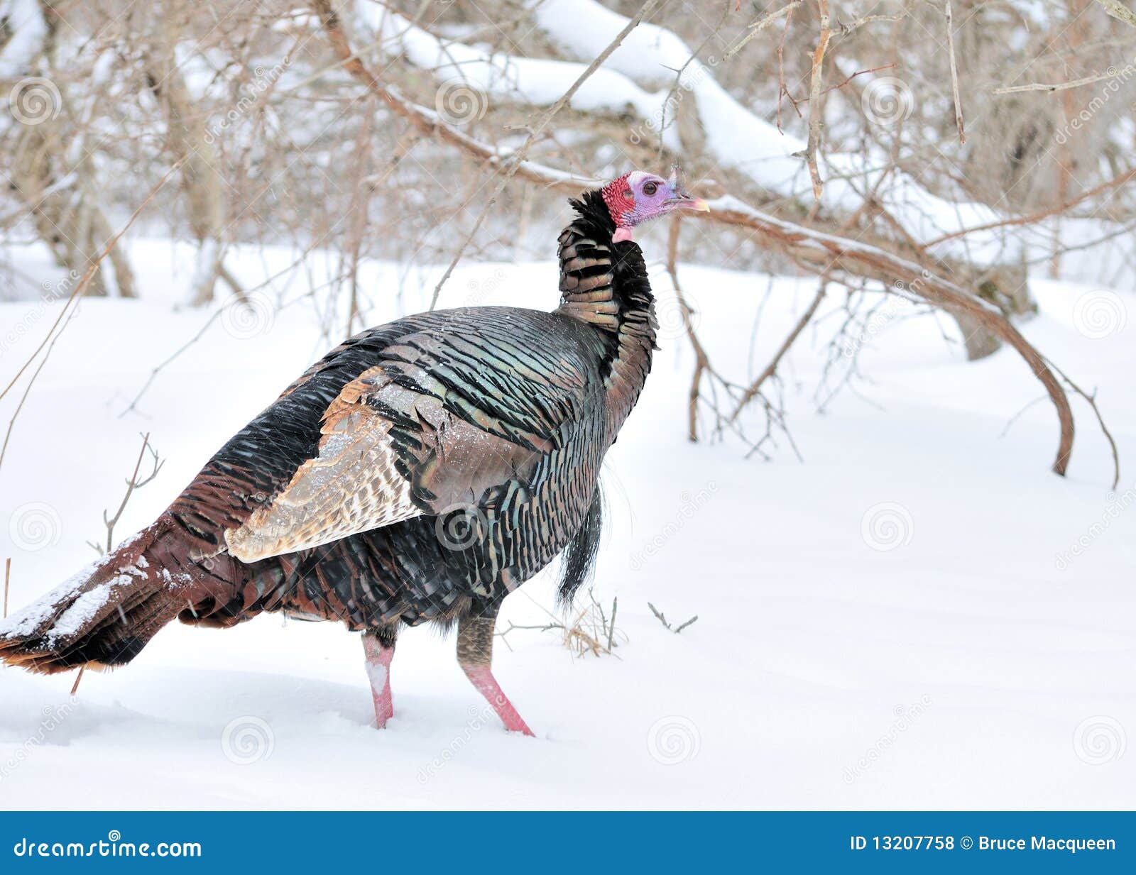 Winter Wild Turkey stock photo. Image of bird, nature - 13207758