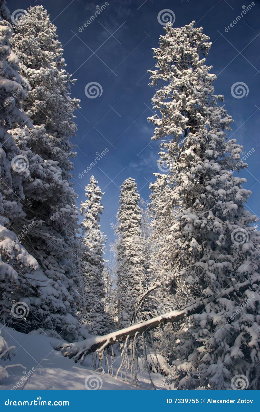 Winter wilderness stock photo. Image of season, seasonal - 7339756