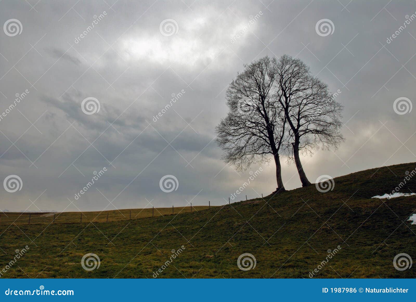Winter wind stock photo. Image of natural, bloom, nice - 1987986