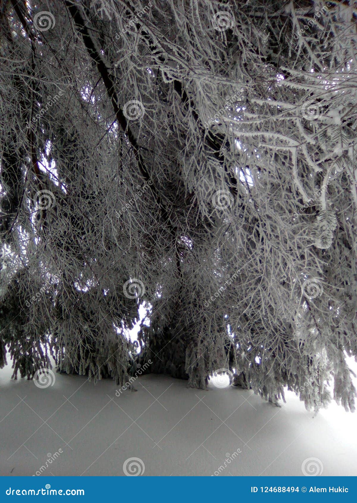 Winter stock photo. Image of tree, season, natur, cold - 124688494