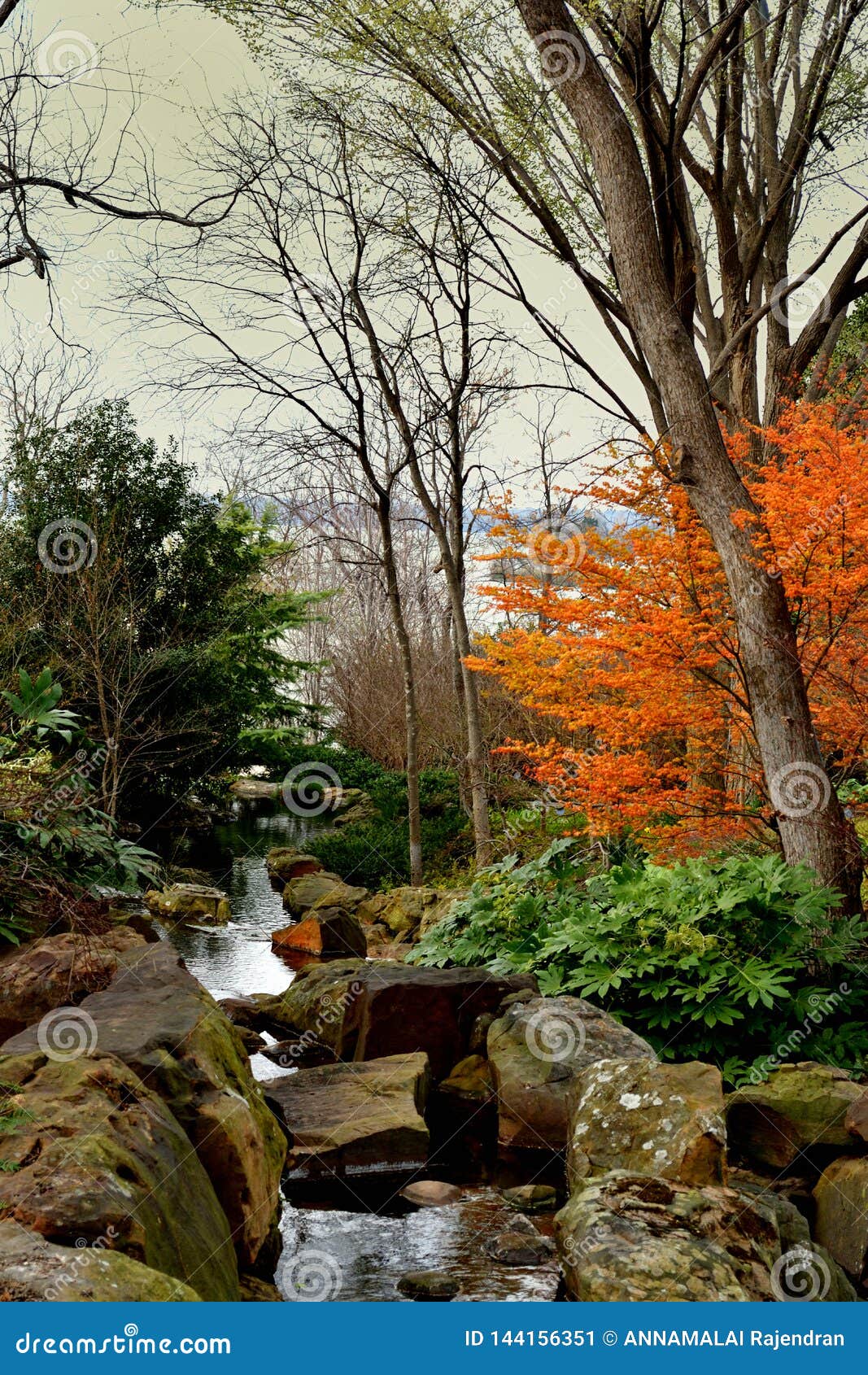 Winter Withered Tree in a Park Stock Image - Image of mist, green ...