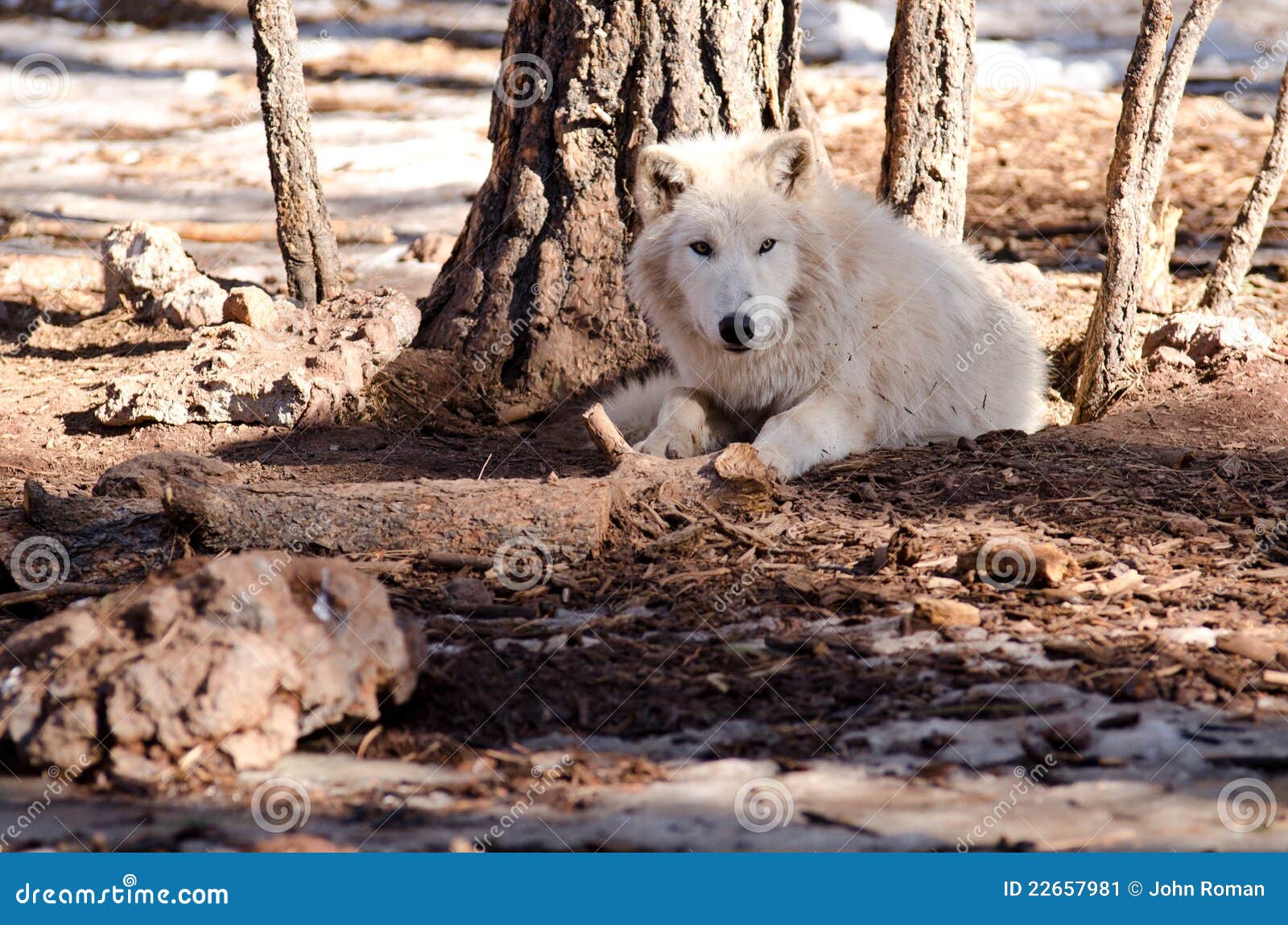 Winter wolf stock image. Image of alaskan, nature, canine - 22657981