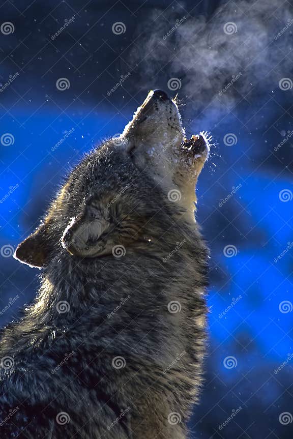 Winter Wolf Howl editorial stock image. Image of speak - 318895509