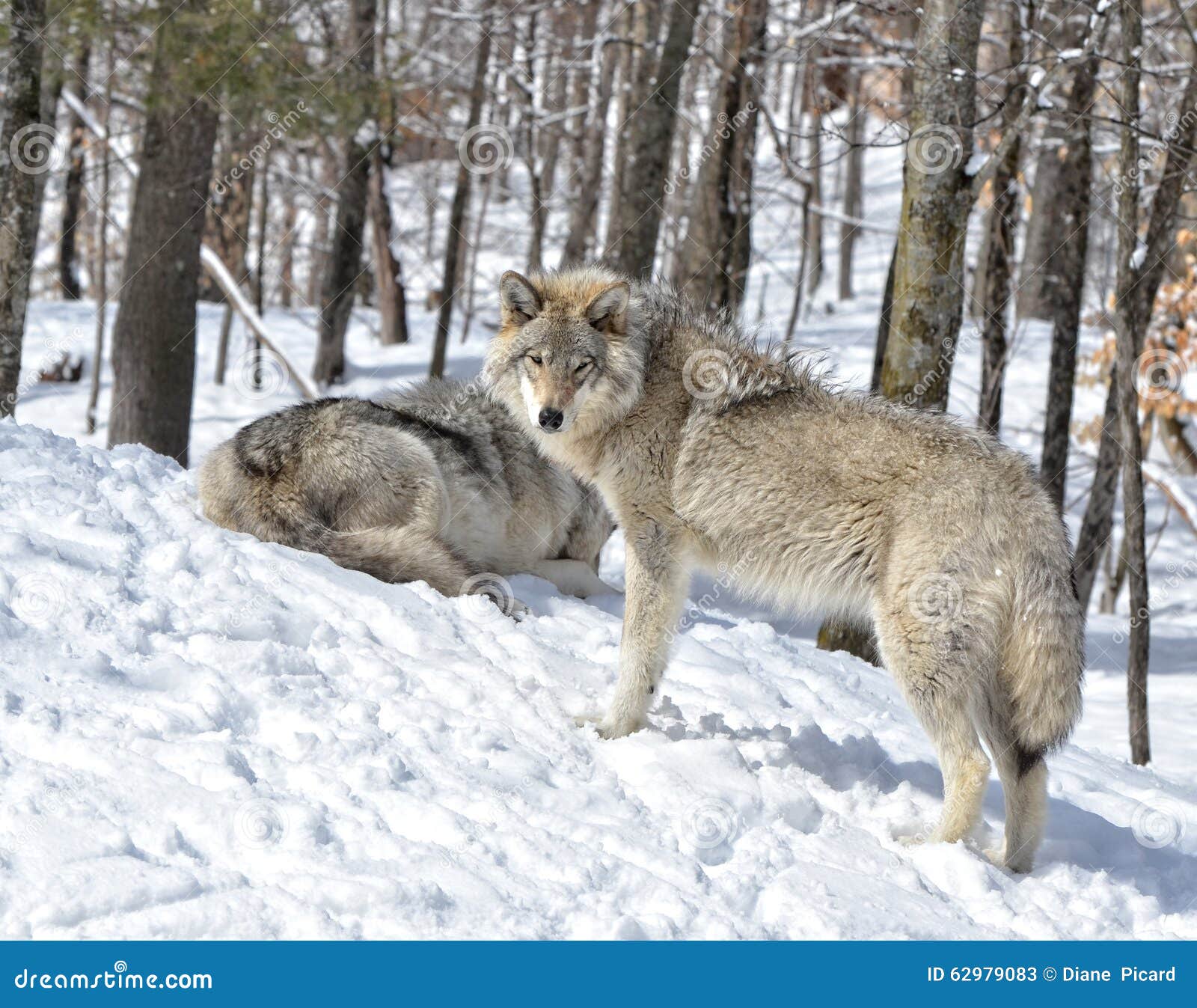 Winter Wolves stock image. Image of winter, nature, timber - 62979083