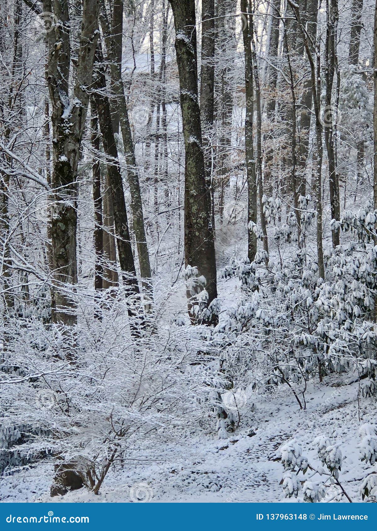 Winter Wonder stock photo. Image of winter, snow, wonder - 137963148