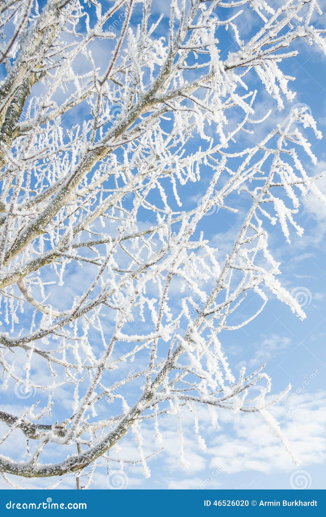 Winter Wonder Land - Iced Branches Stock Photo - Image of branch, cold ...