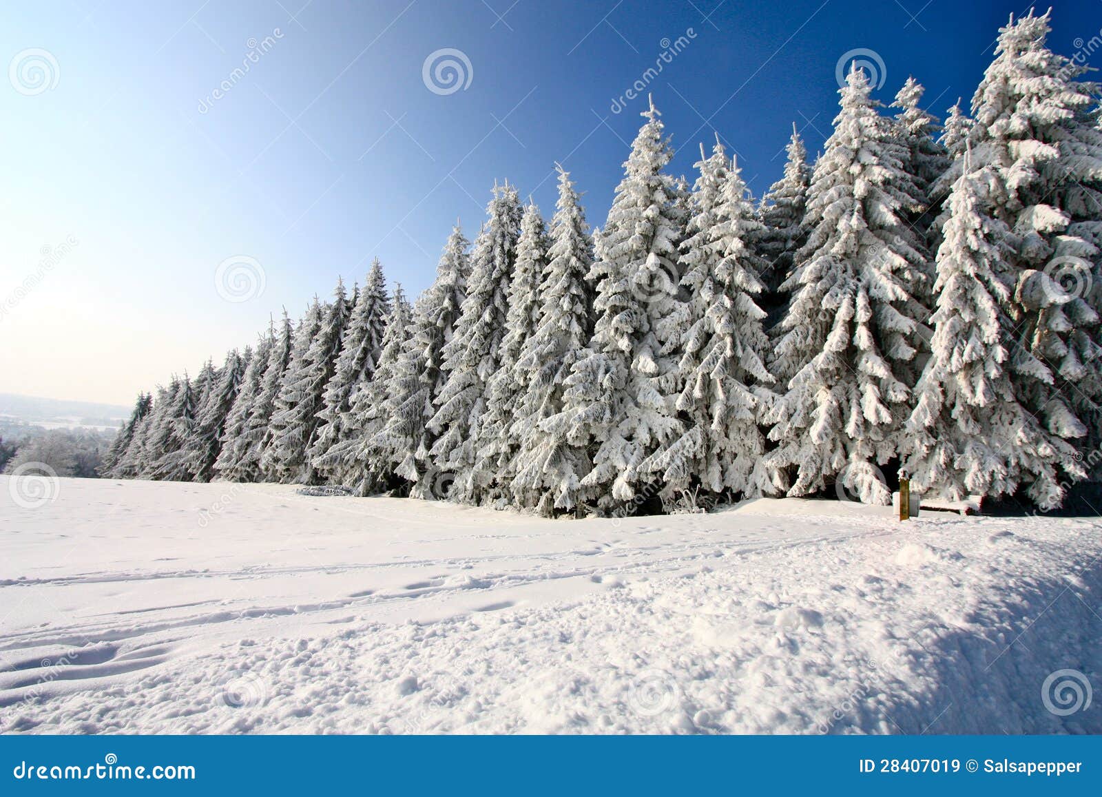 Winter Wonderland stock image. Image of wonderland, trees - 28407019