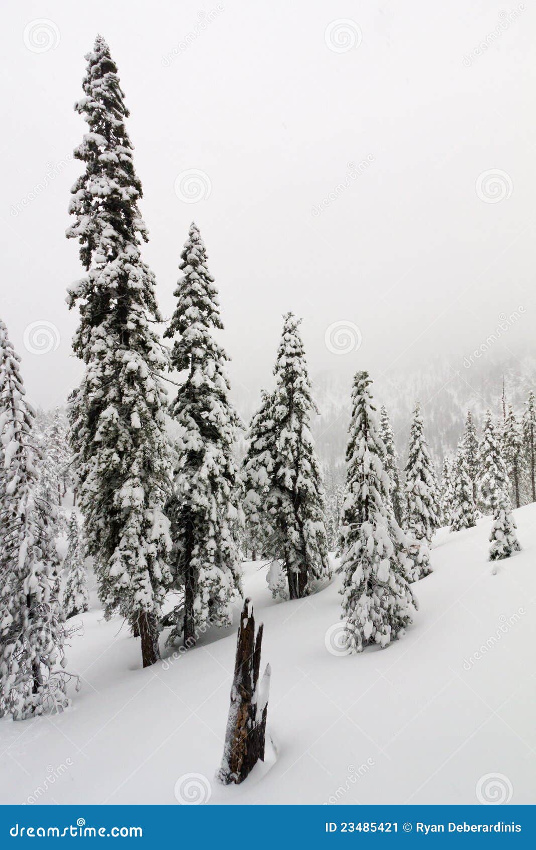 Winter Wonderland Blizzard Landscape Stock Image - Image of deep ...