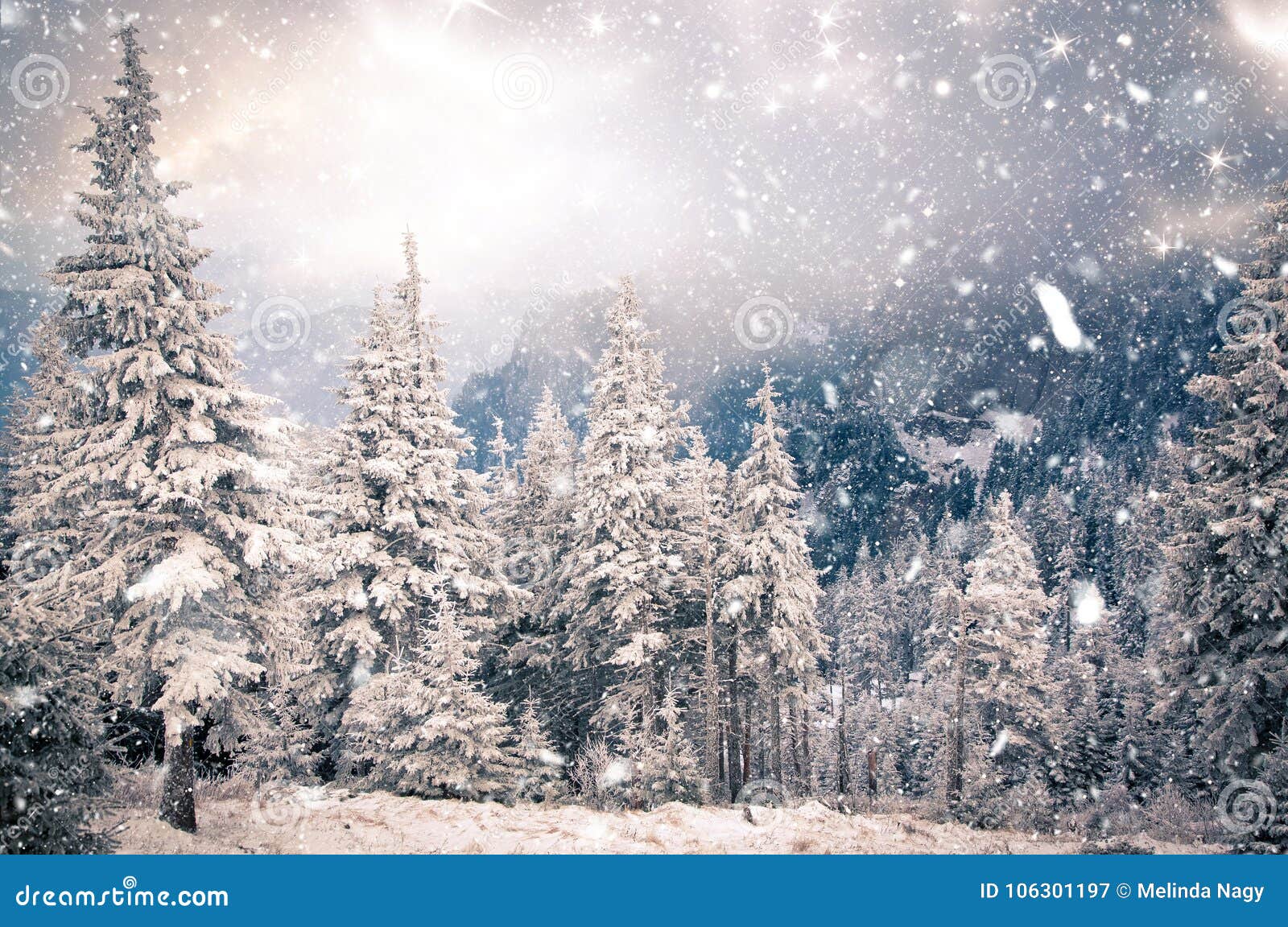 Winter Wonderland - Christmas Background with Snowy Fir Trees in Stock ... Winter Wonderland - Christmas Background with Snowy Fir Trees in Stock ...