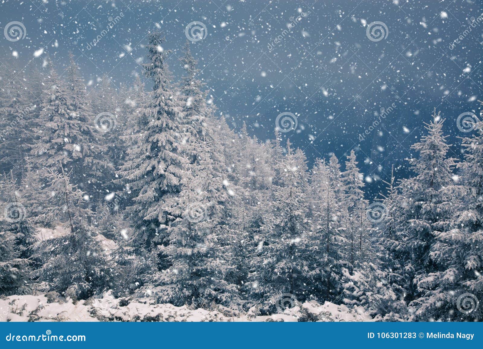 Winter Wonderland - Christmas Background with Snowy Fir Trees in Stock ... Winter Wonderland - Christmas Background with Snowy Fir Trees in Stock ...