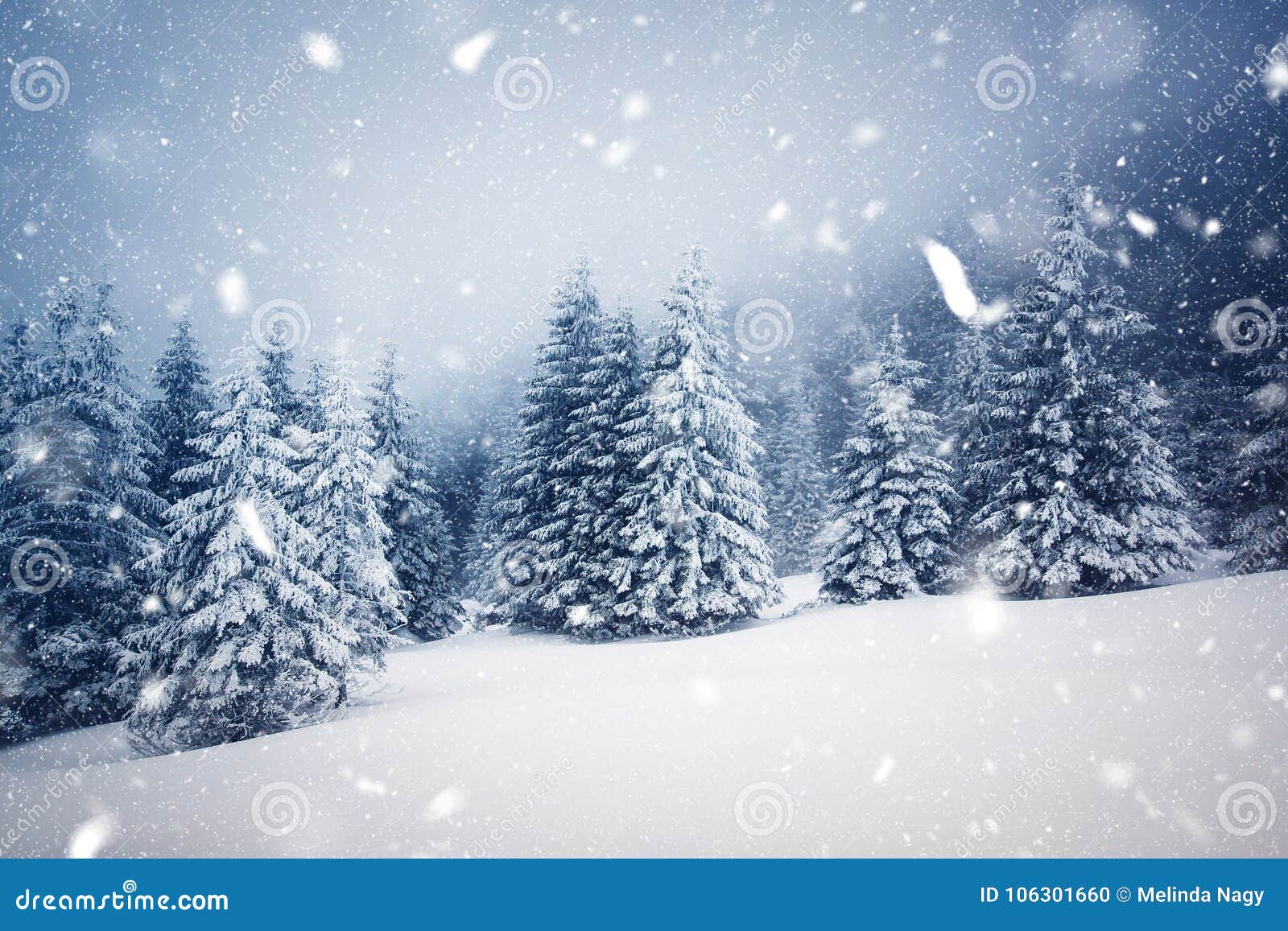 Winter Wonderland - Christmas Background with Snowy Fir Trees in Stock ... Winter Wonderland - Christmas Background with Snowy Fir Trees in Stock ...