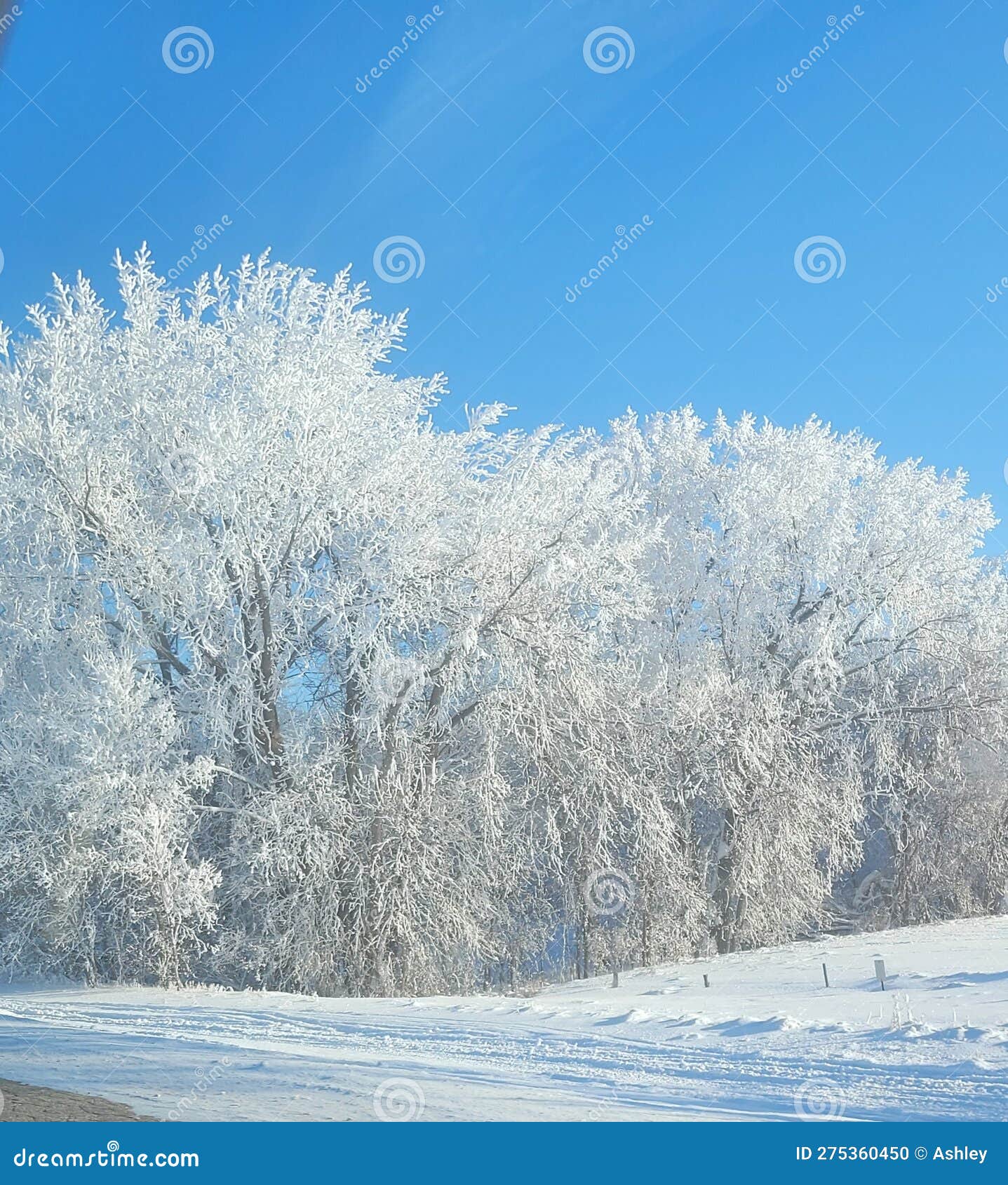 Winter Wonderland dream stock photo. Image of wonderland - 275360450