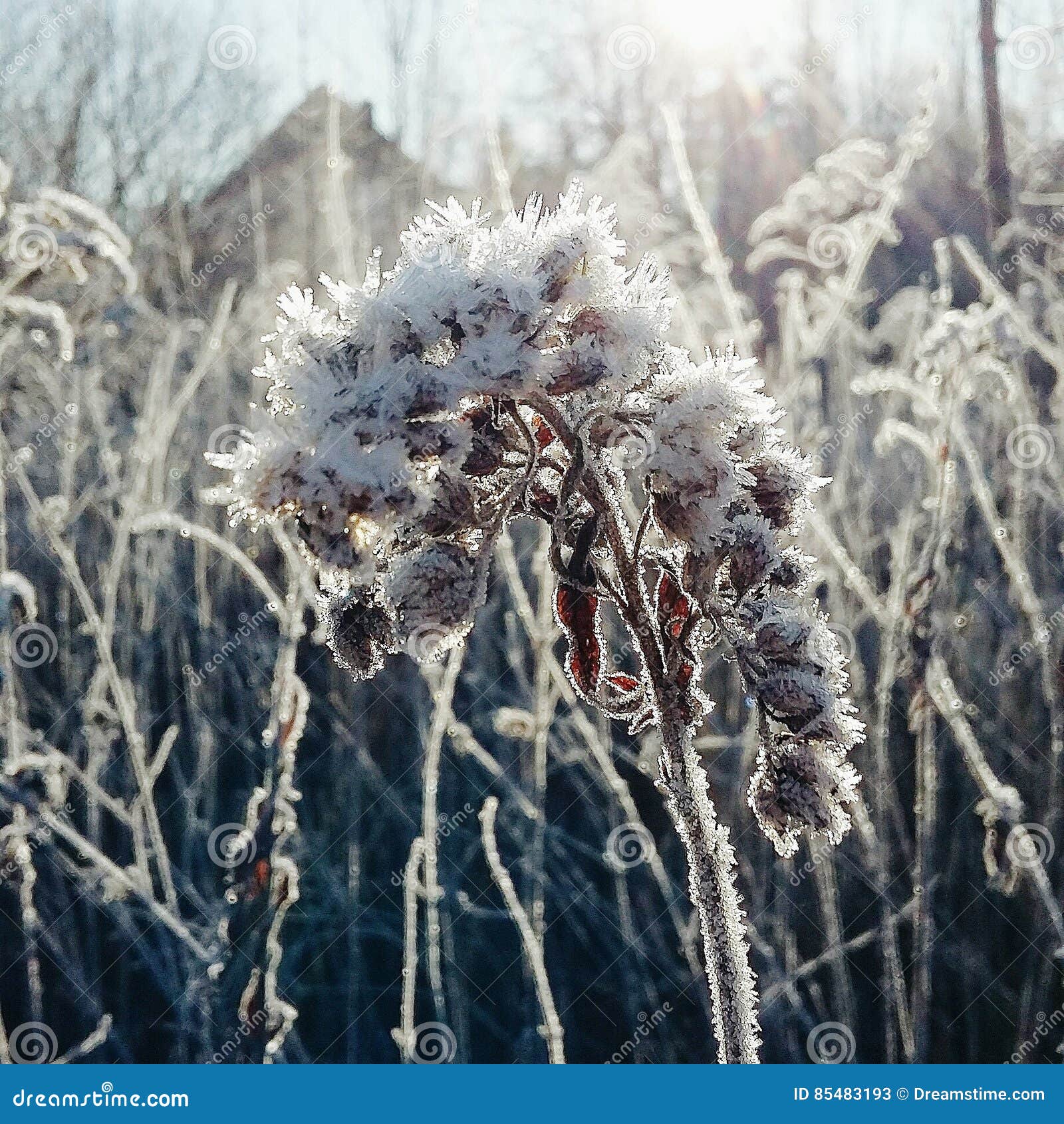 Winter wonderland stock image. Image of flowers, winter - 85483193