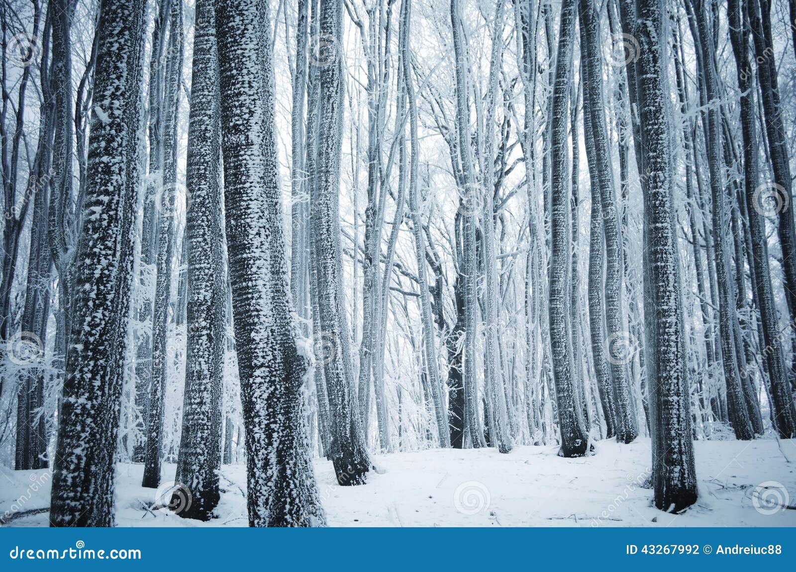Winter Wonderland in Forest with Frost on Trees Stock Photo - Image of ...