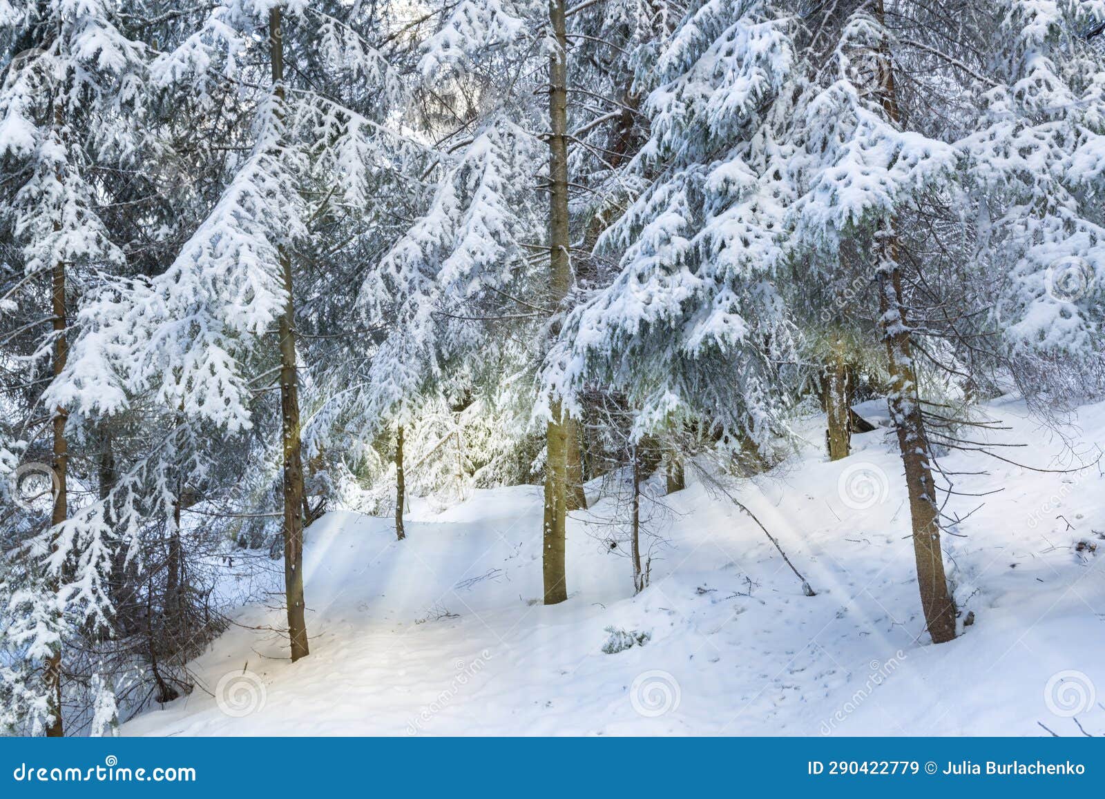 Winter wonderland forest stock image. Image of sunny - 290422779