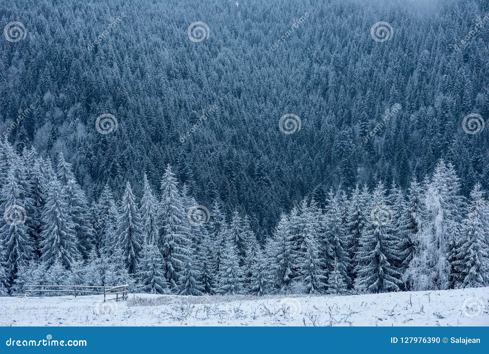Winter wonderland forest stock photo. Image of cold - 127976390
