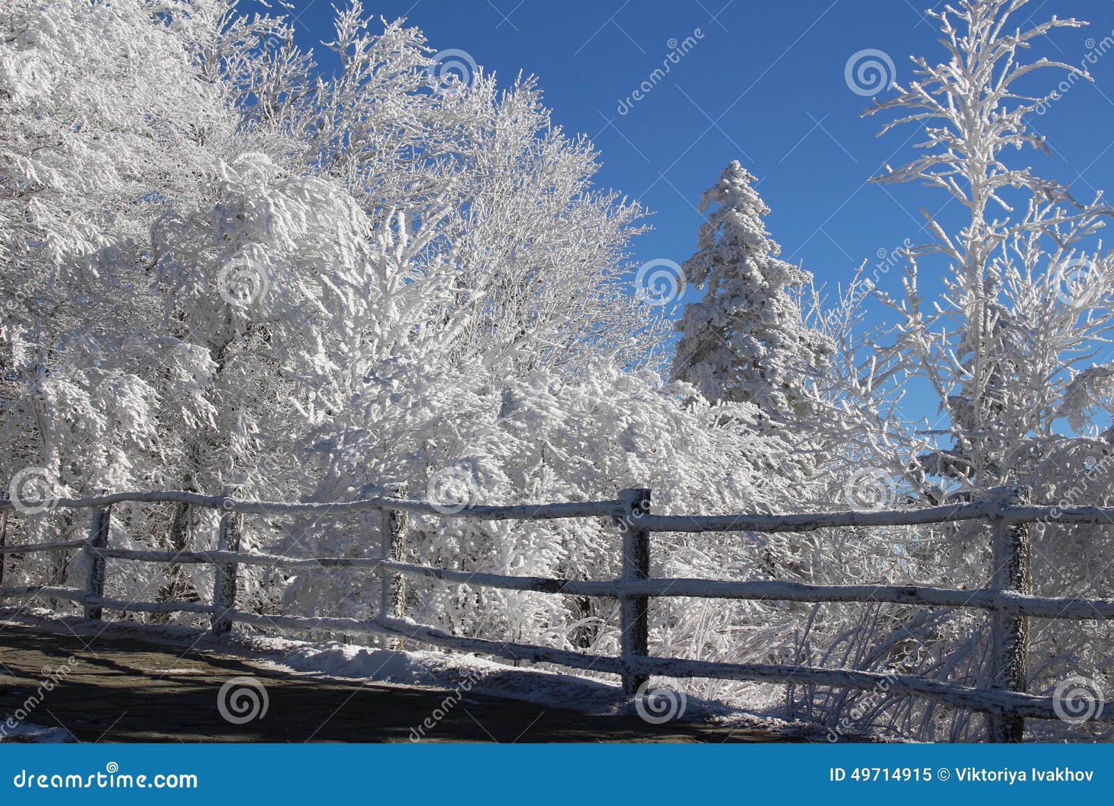 Winter wonderland stock image. Image of landscape, park - 49714915