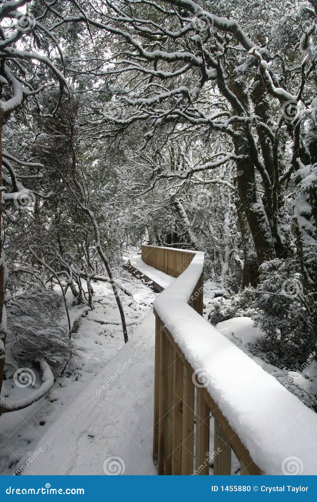 Winter Wonderland Walkway stock photo. Image of australia - 1455880