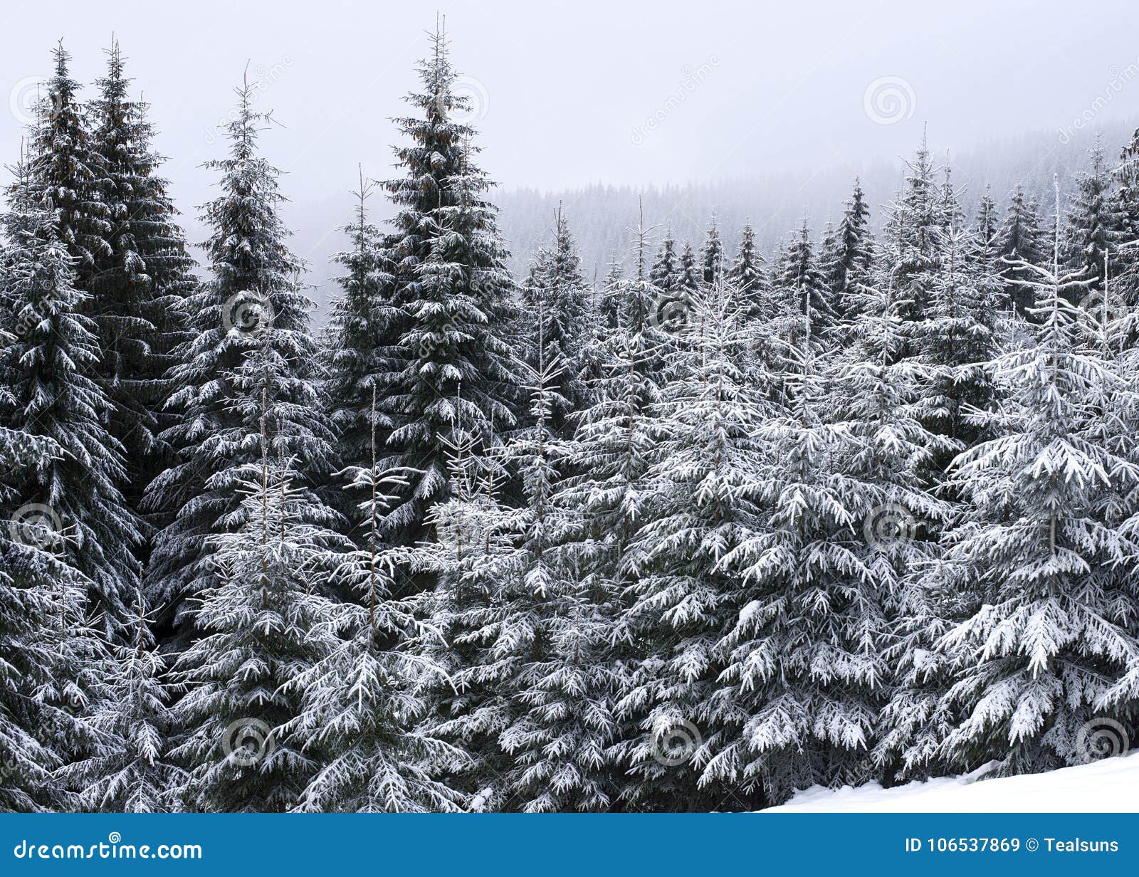 Winter Woods Covered with Snow Stock Image - Image of background ...